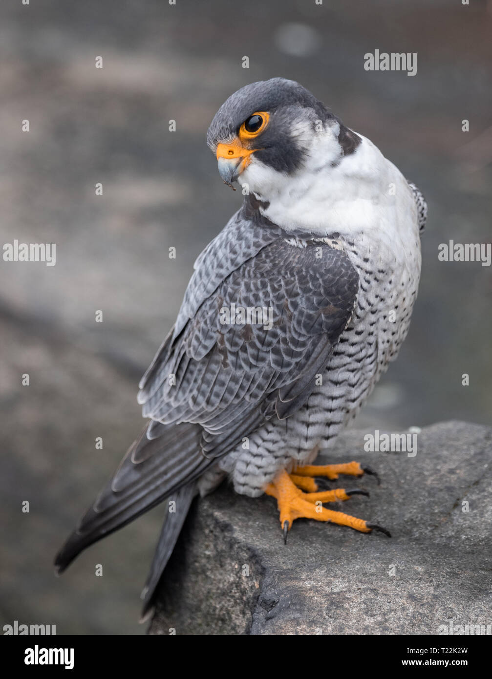 Falcon attack hi-res stock photography and images - Alamy