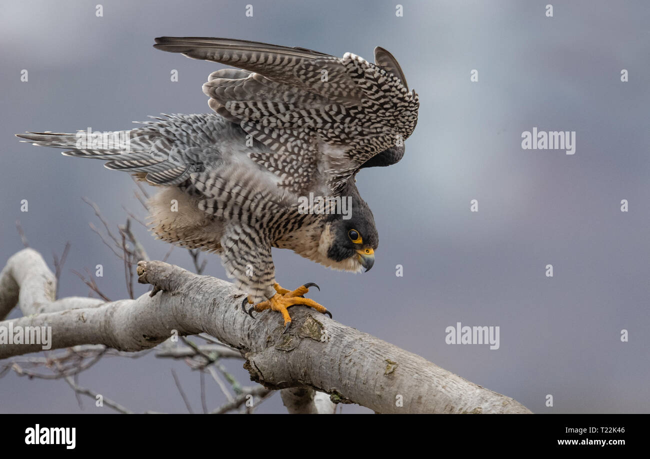 Falcon attack hi-res stock photography and images - Alamy