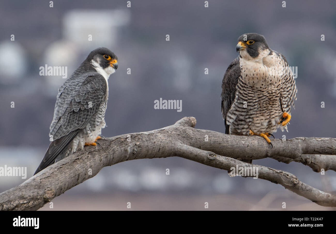 Falcon attack hi-res stock photography and images - Alamy