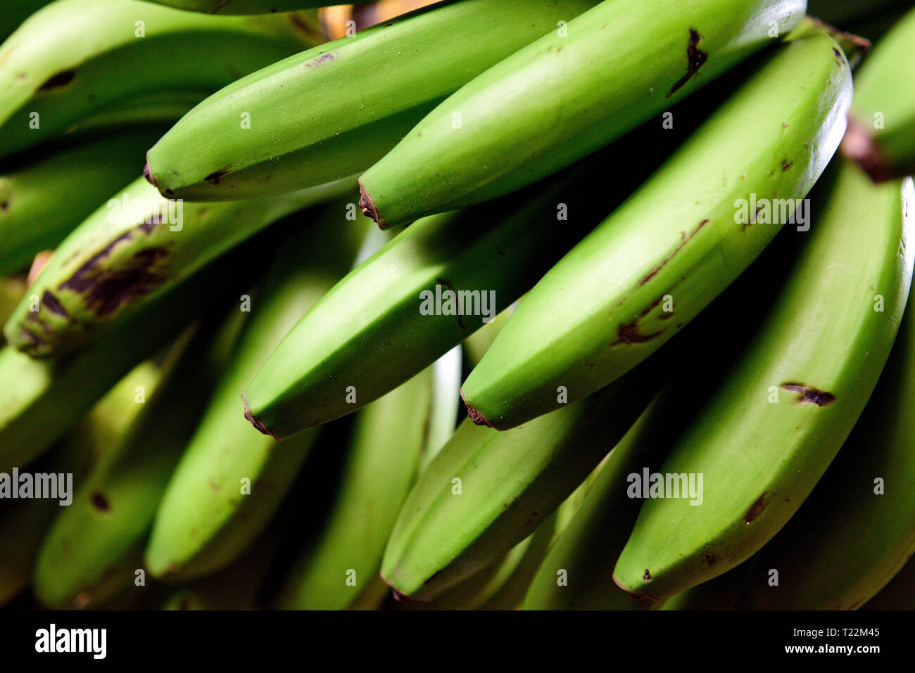 Freshly harvested green bananas in a farmers produce market in Colombia ...