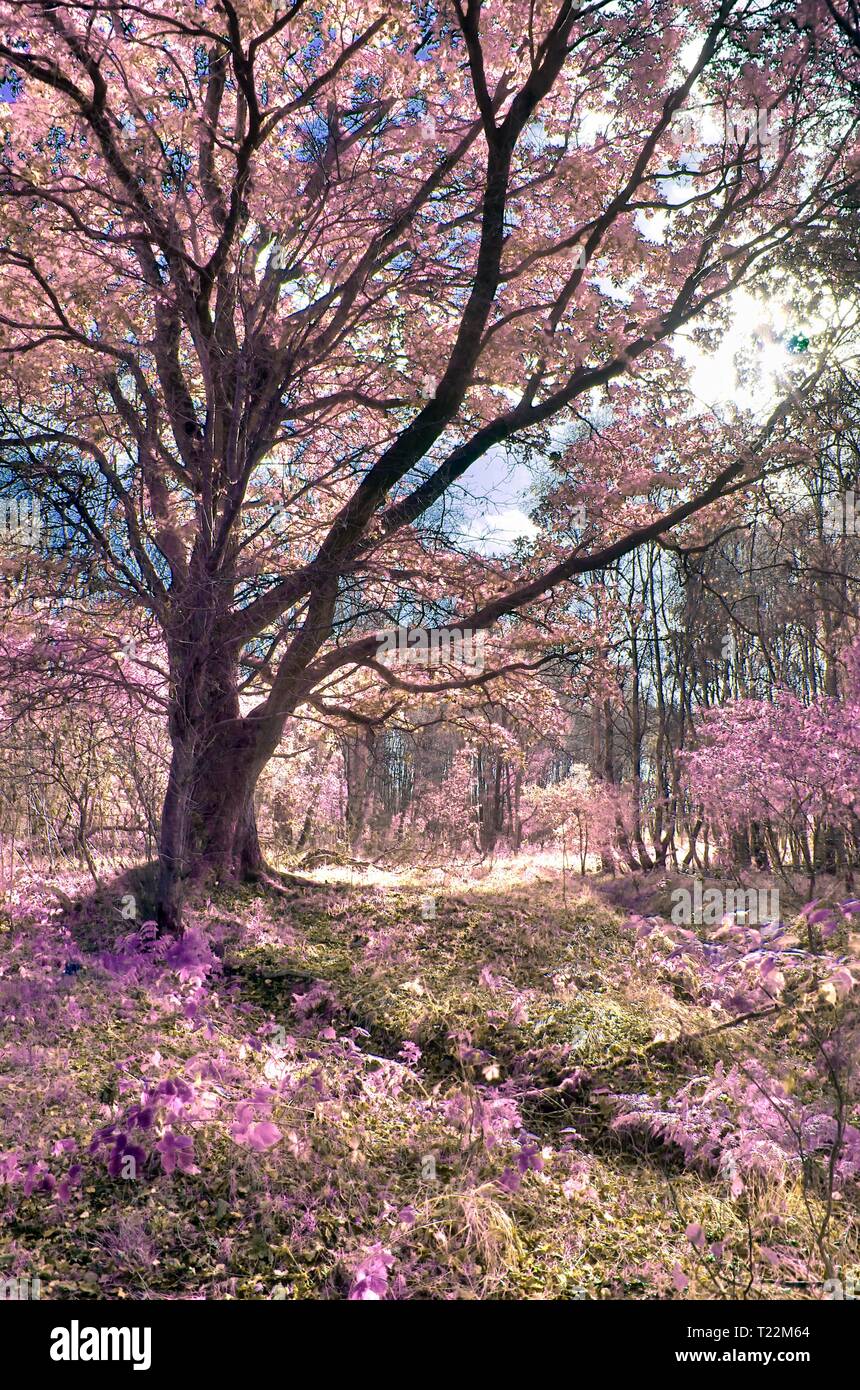 Fantaasy infrared shots of beautiful landscapes from Europe Stock Photo ...