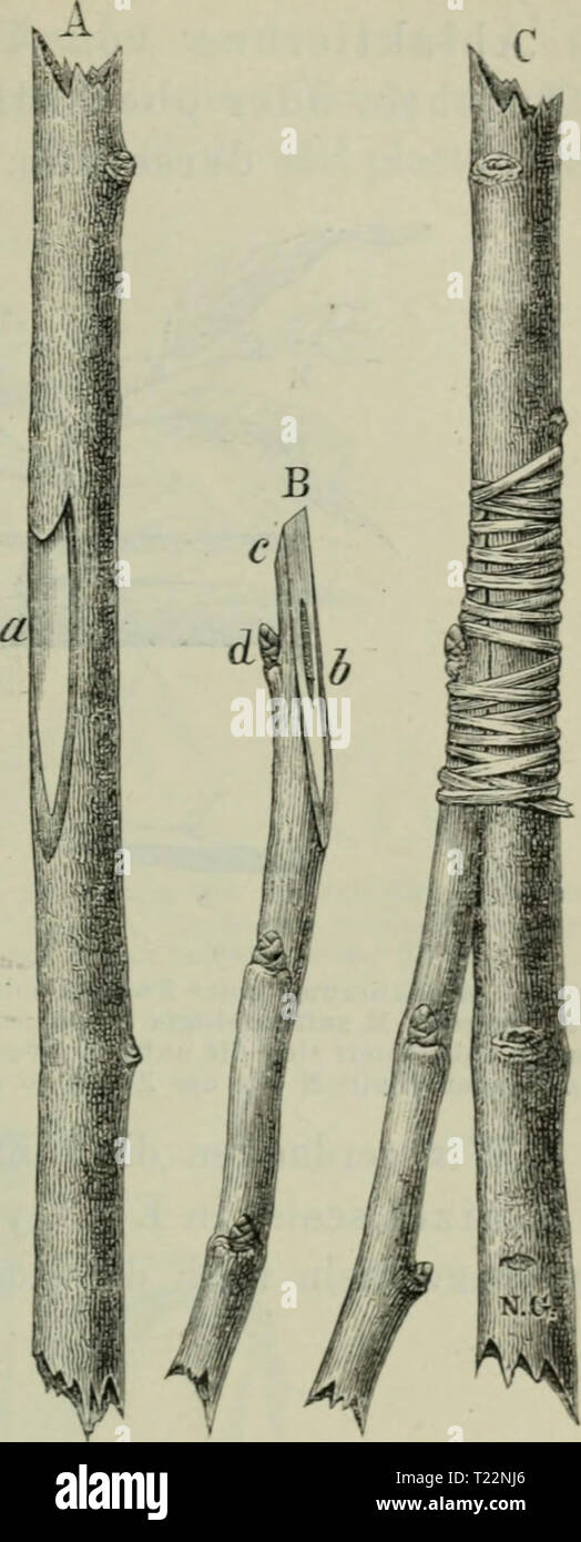 Ba chse hi-res stock photography and images - Alamy