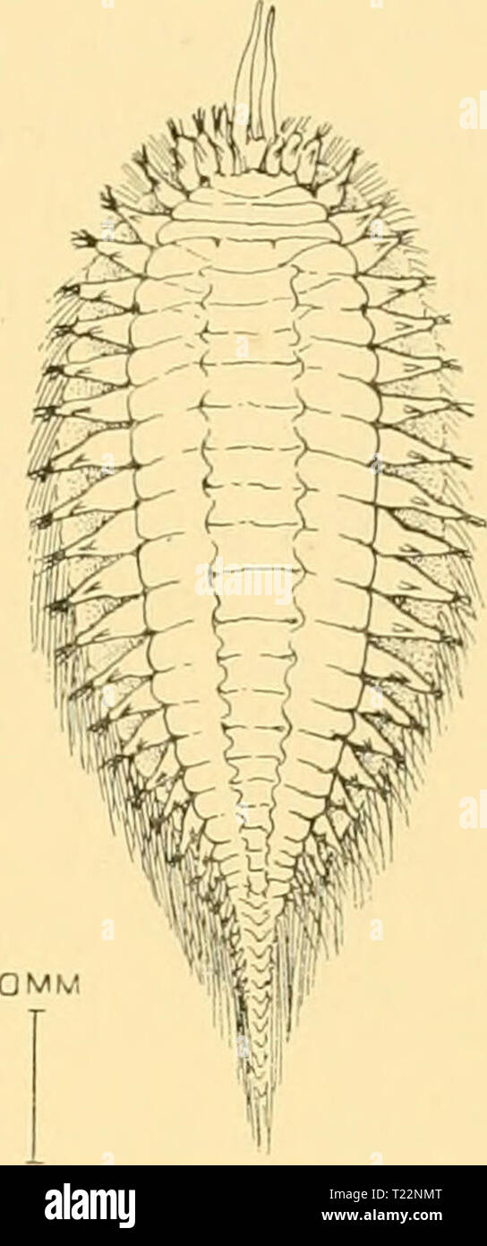Sea Mouse Diagram