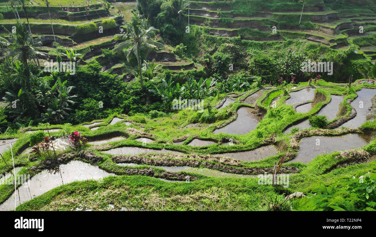 Tegalalang rice terraces in Ubud, Bali. Tegalalang Rice Terrace is one ...