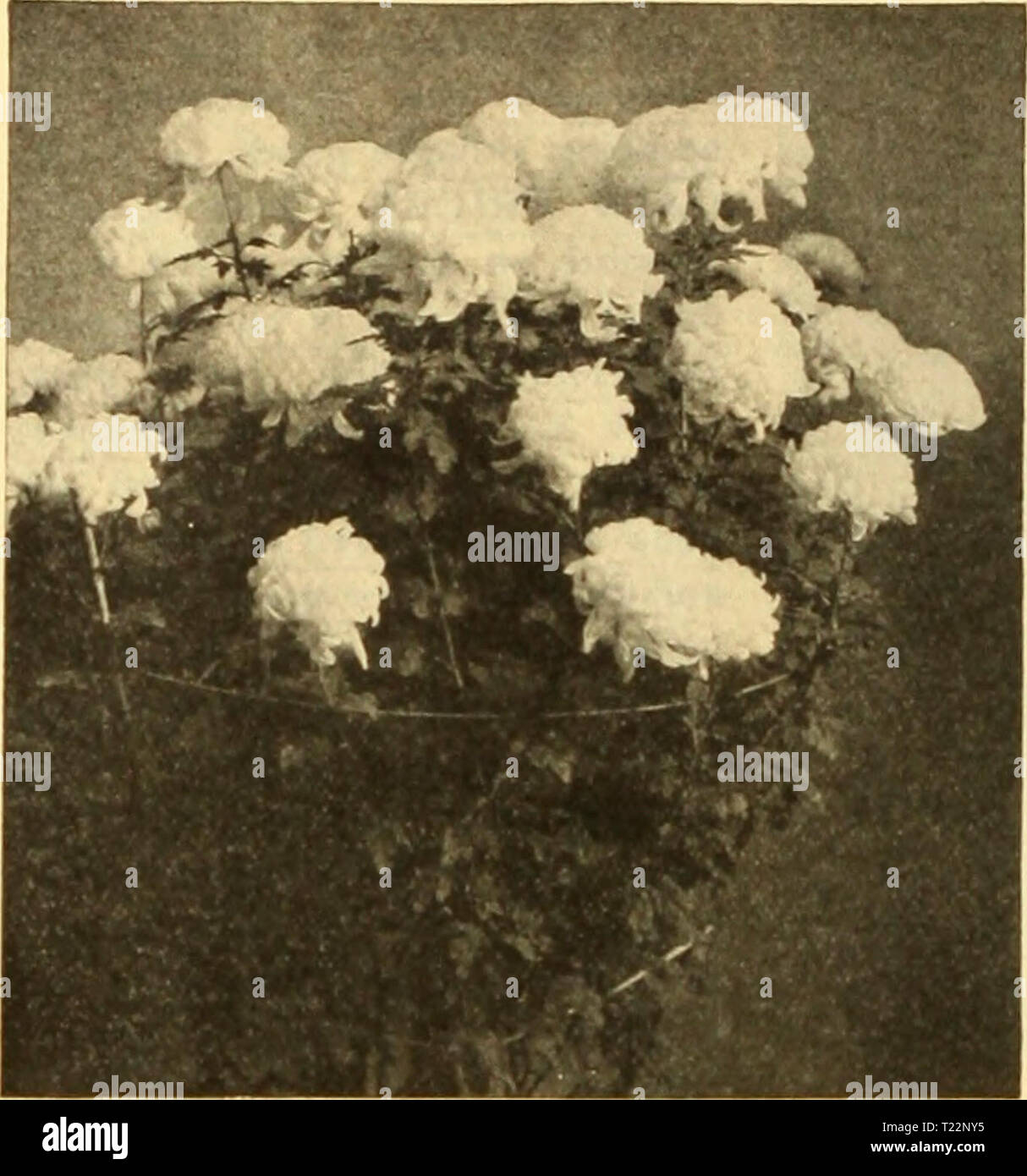 Archive image from page 101 of Dingee guide to rose culture Stock Photo ...