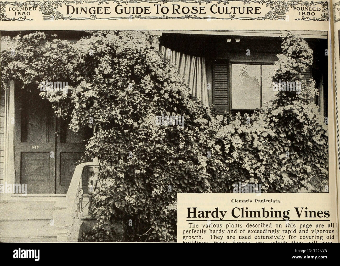 Dingee guide to rose culture hi-res stock photography and images - Alamy