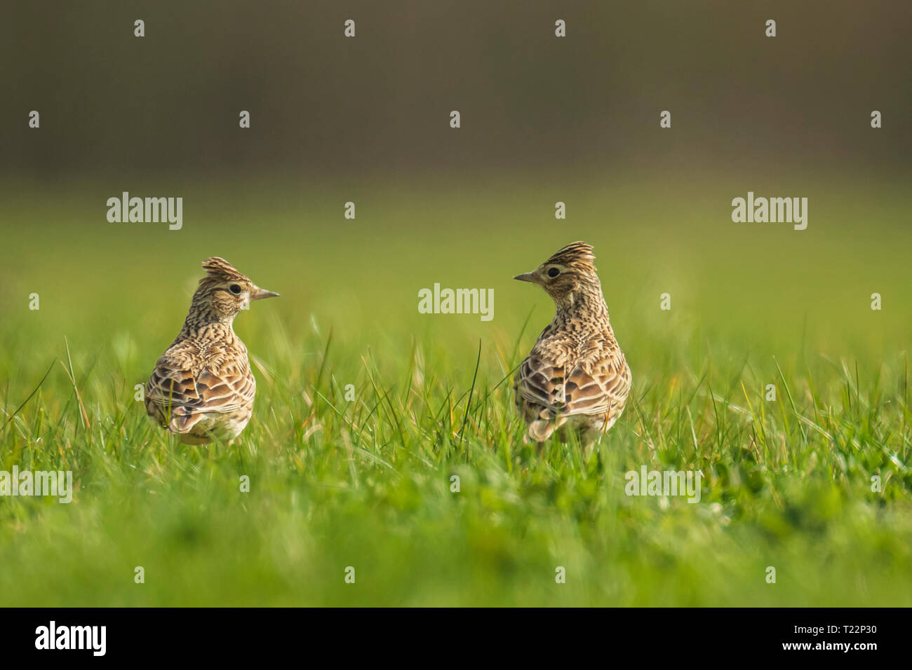 Skylark bird hi-res stock photography and images - Alamy