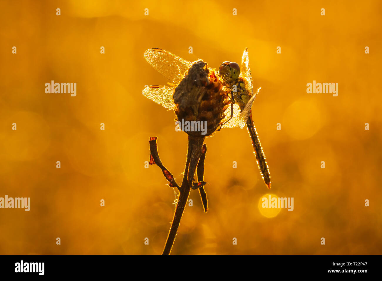 Side view of a common Darter, Sympetrum striolatum, with his wings ...
