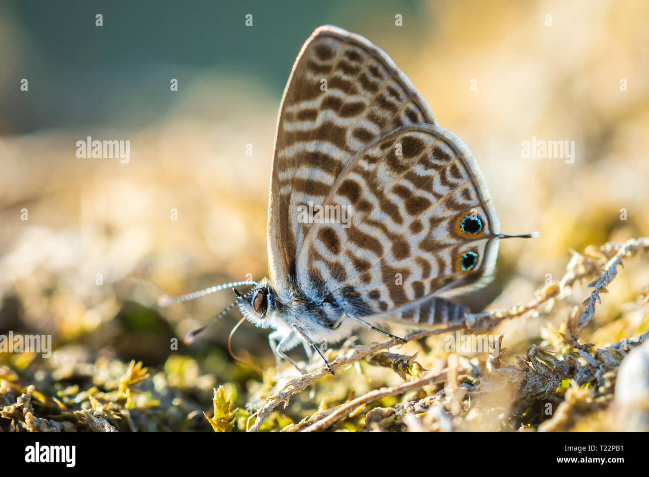 pea blue or long-tailed blue butterfly, Lampides boeticus, resting in a ...