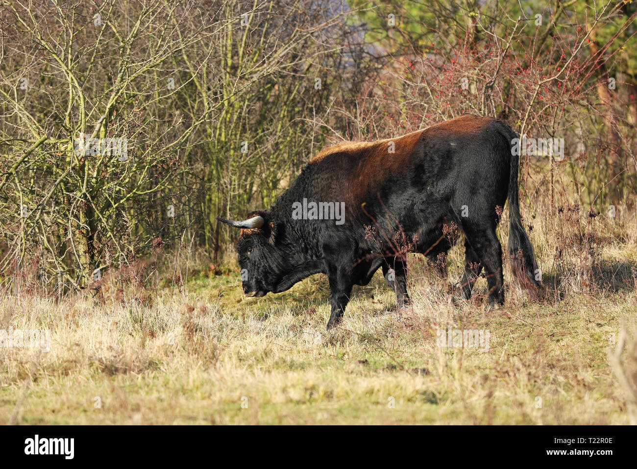 Breed back the Aurochs into existence from the descendant domesticated ...