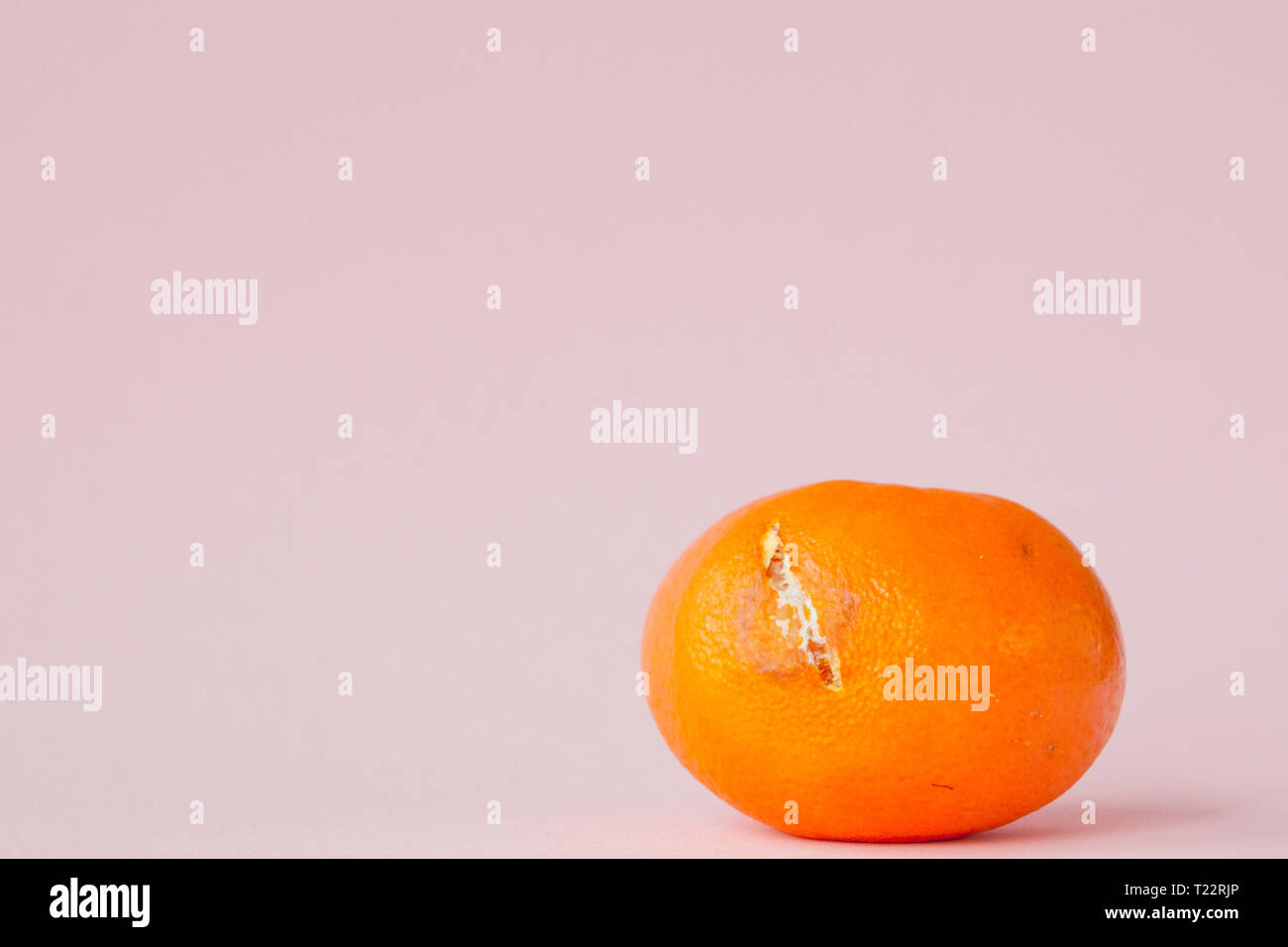 Rotten moldy oranges, tangerines on pink background. A photo of the ...