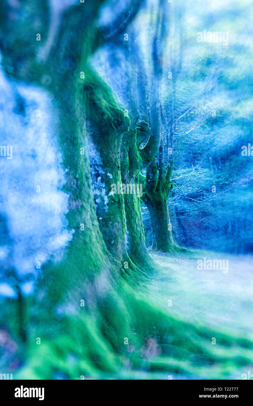 The enchated forest hi-res stock photography and images - Alamy