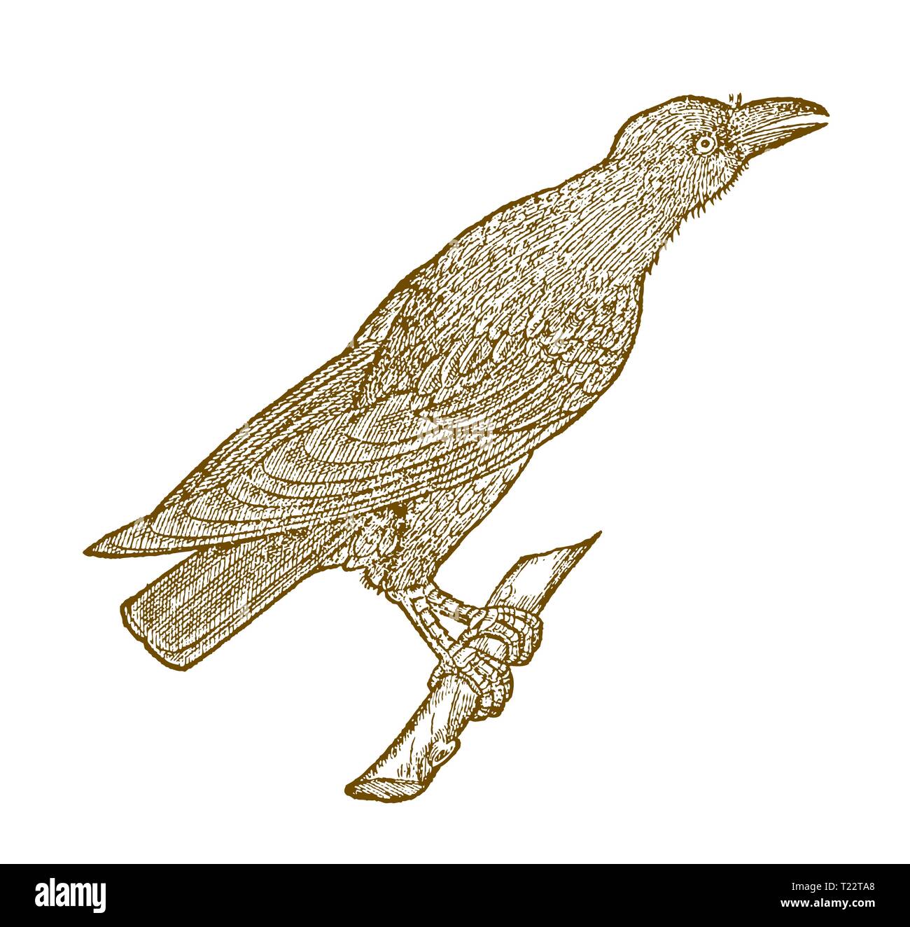 Croacking carrion crow (corvus corone) sitting on a branch ...