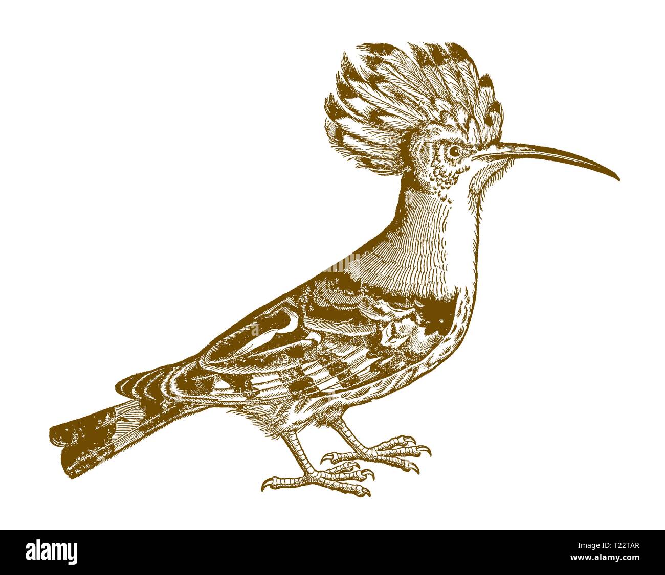 Eurasian hoopoe (upupa epops) in side view. Illustration after a ...