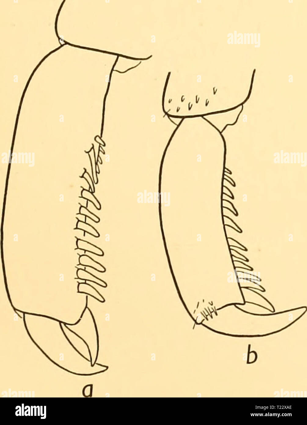 Colossendeidae hi-res stock photography and images - Alamy