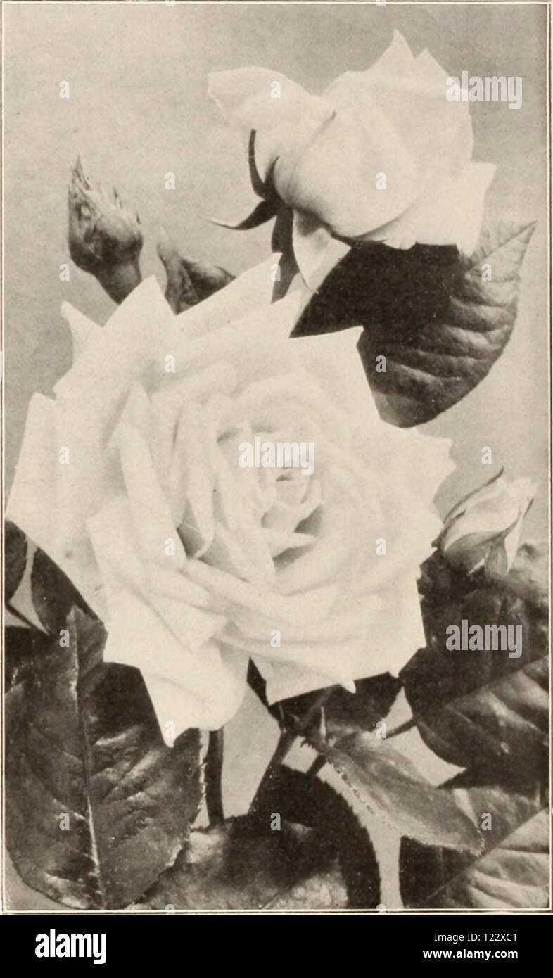 Archive image from page 27 of Dingee guide to rose culture Dingee guide ...