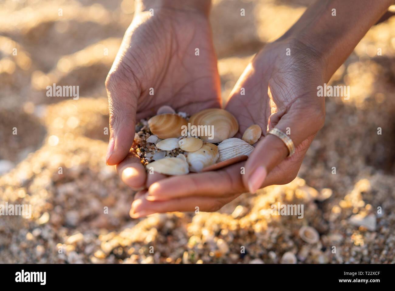 Collecting seashells beach hi-res stock photography and images - Alamy