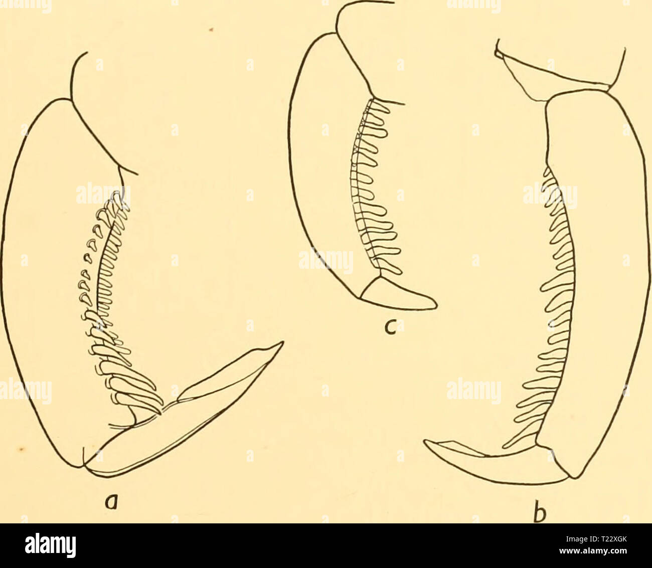 Colossendeidae hi-res stock photography and images - Alamy