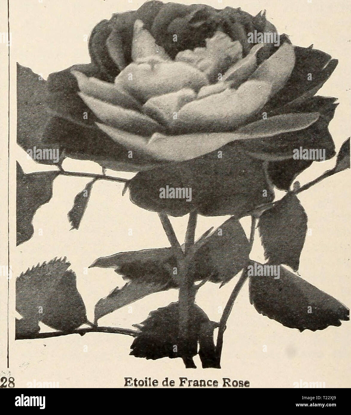 Archive image from page 29 of Dingee guide to rose culture Dingee guide ...