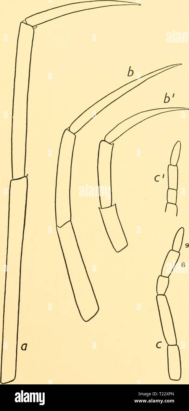 Archive image from page 30 of Discovery reports (1932) Discovery ...