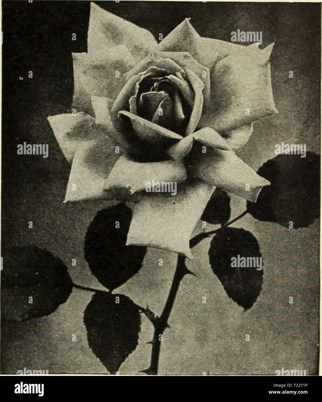 Archive image from page 32 of Dingee guide to rose culture Dingee guide ...