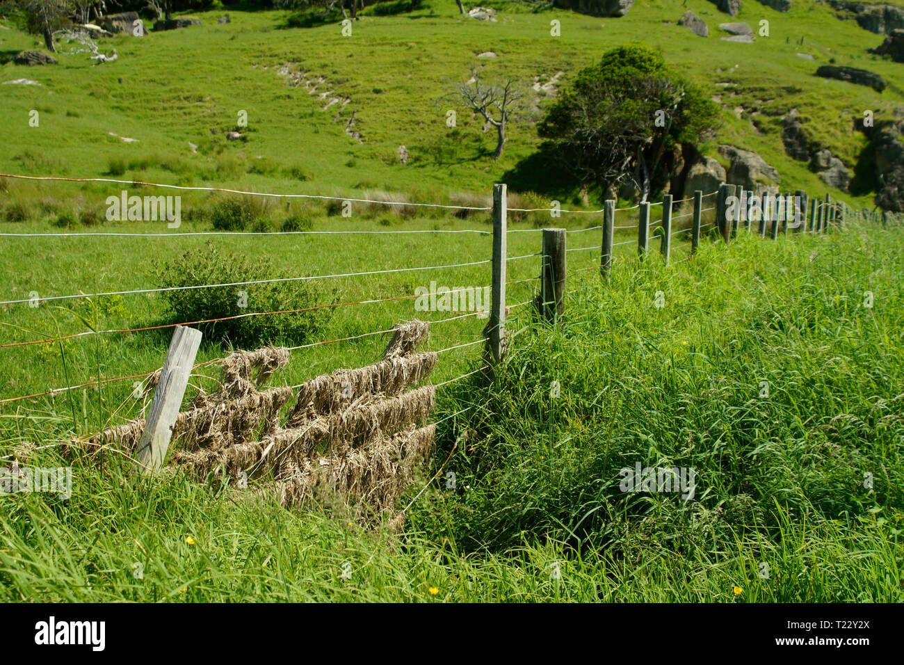 New Zealand, wicker fence with straw Stock Photo - Alamy