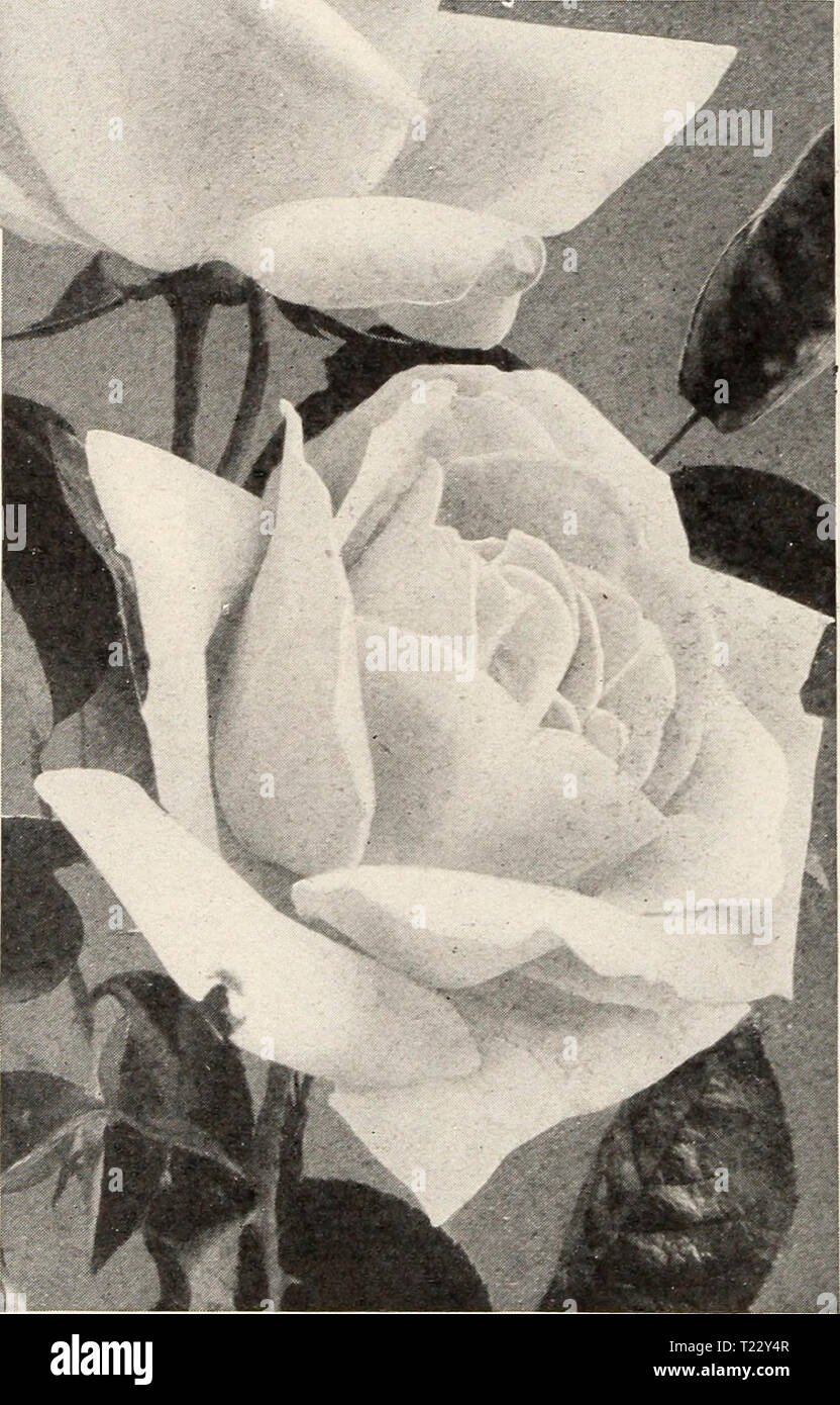 Pink killarney rose hi-res stock photography and images - Alamy