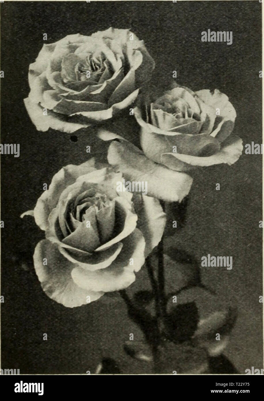 Archive image from page 34 of Dingee guide to rose culture Stock Photo ...