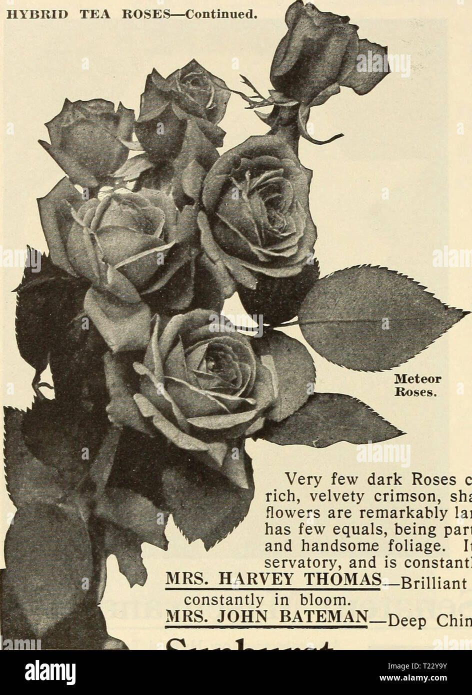 Archive image from page 35 of Dingee guide to rose culture Dingee guide ...