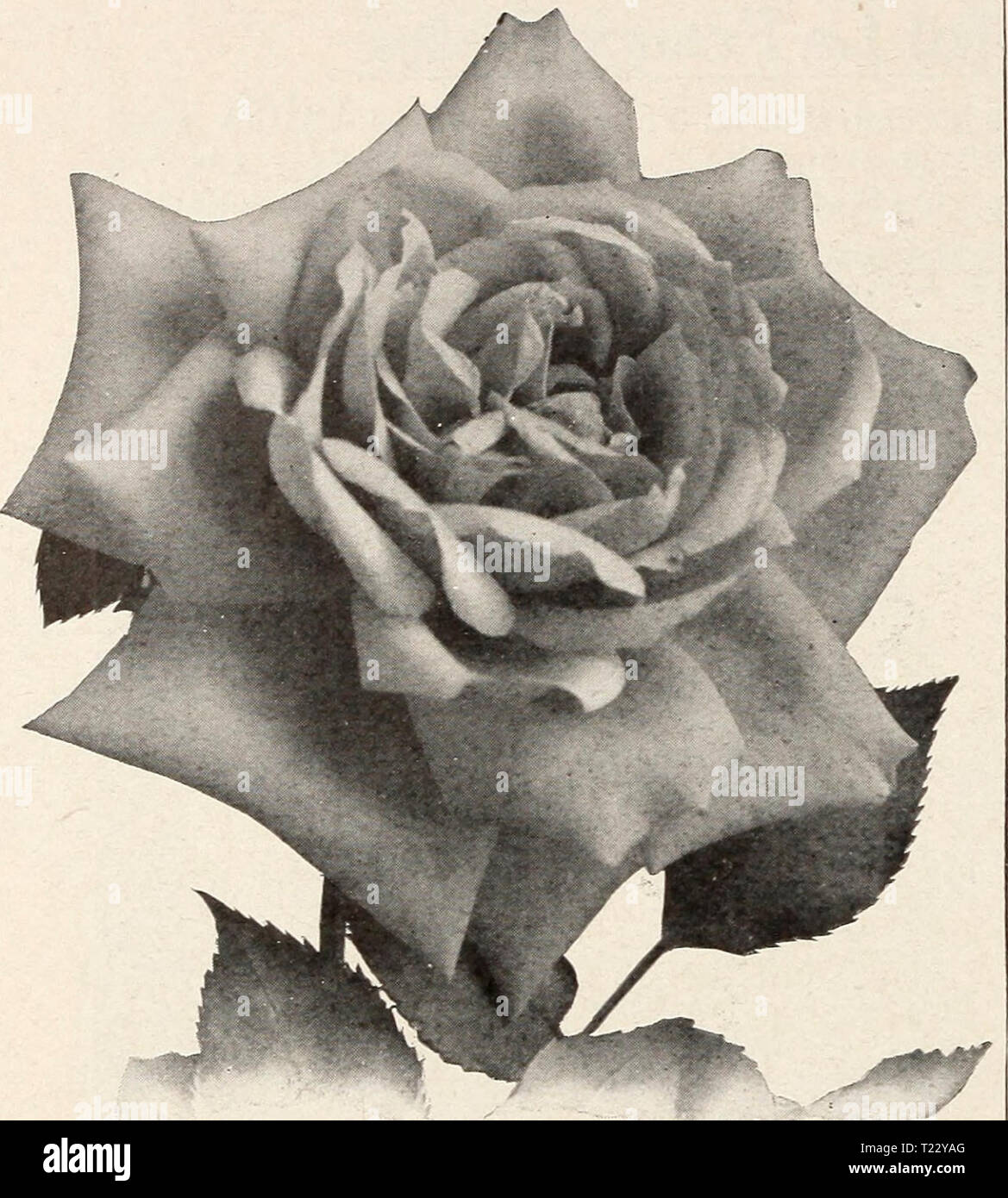 Archive image from page 35 of Dingee guide to rose culture Dingee guide ...