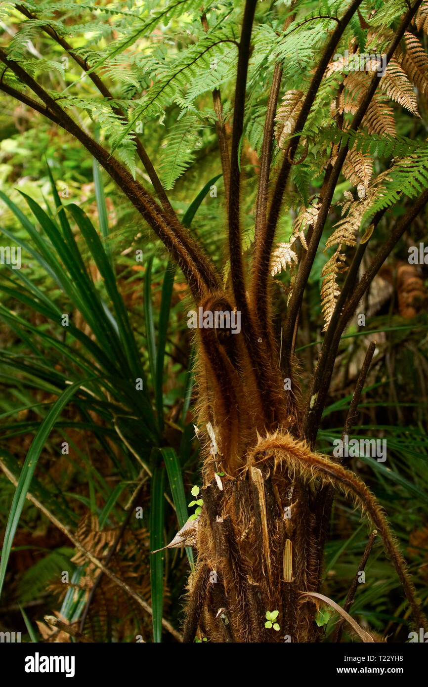 New Zealand, Fern Stock Photo - Alamy
