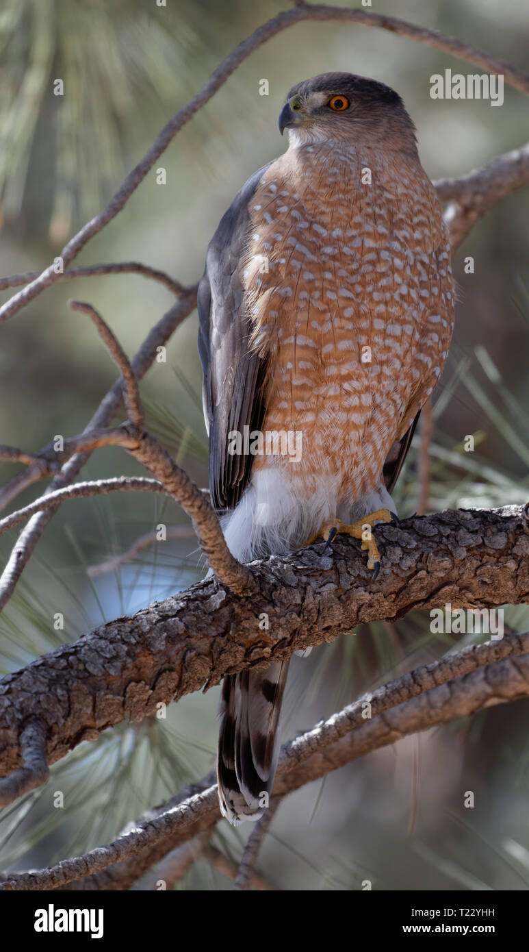 Sharp Shinned Hawk Female