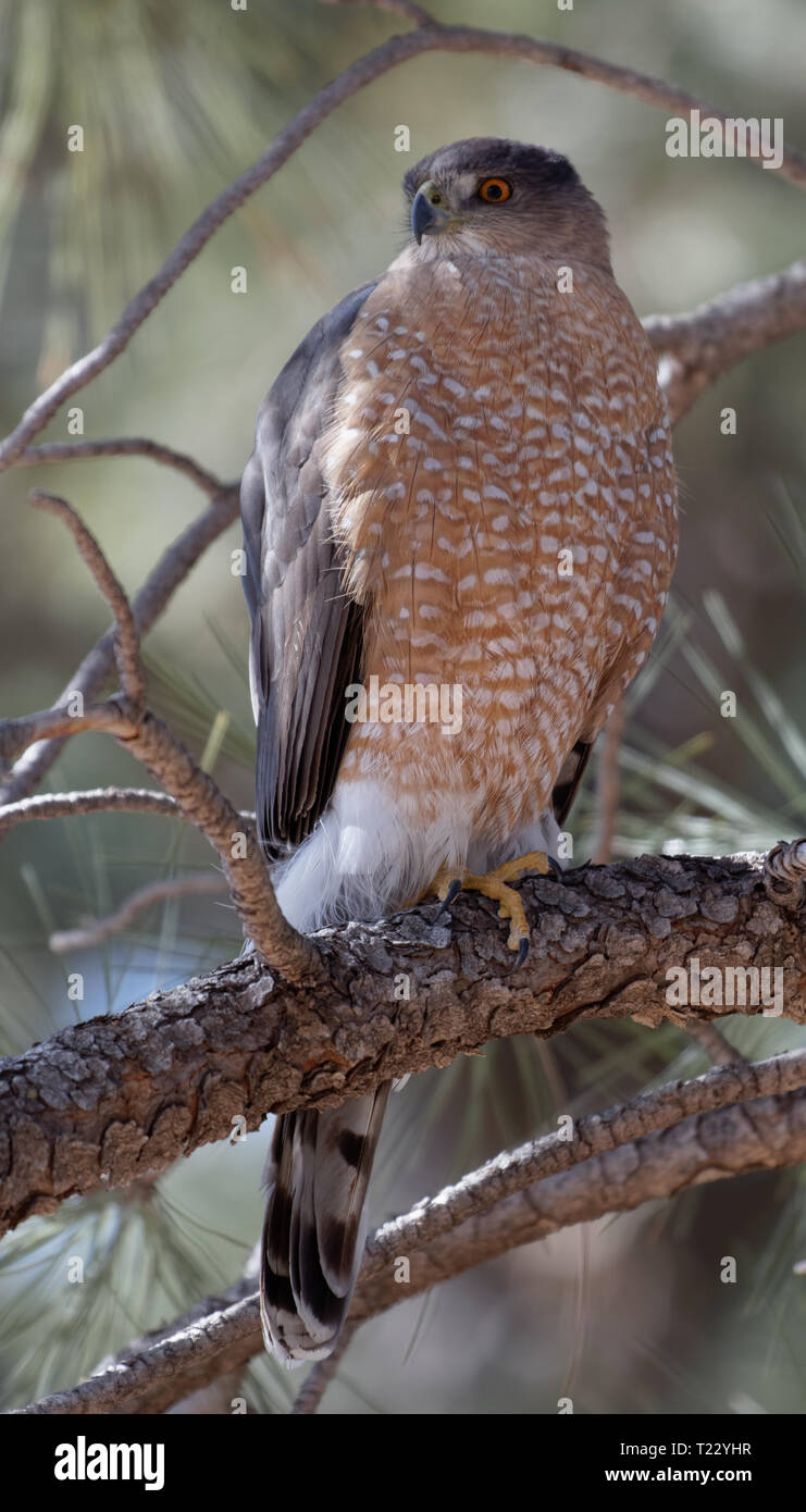 A Cooper's hawk unblinking attention is on display in Lion's Park ...
