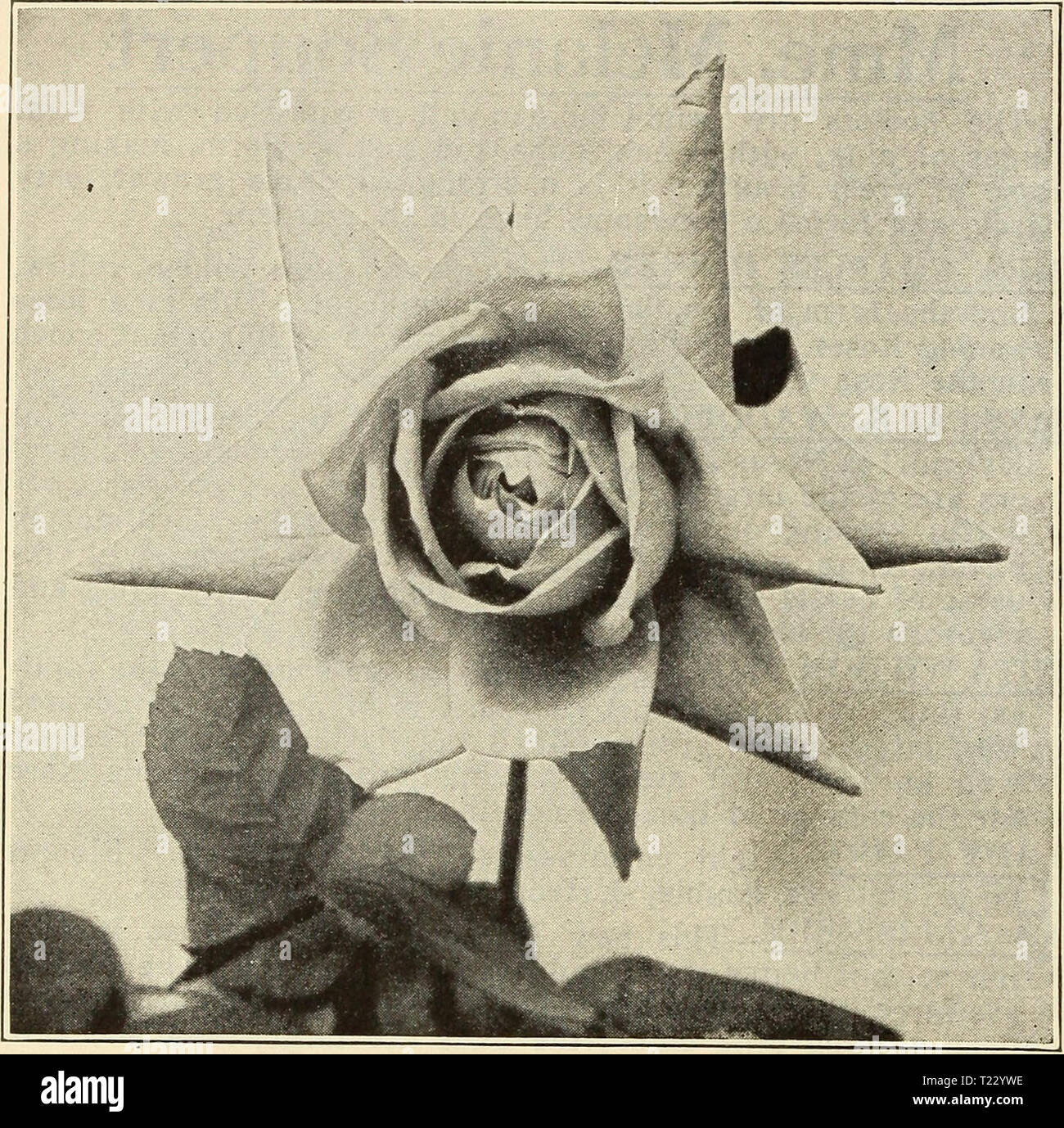 Archive image from page 39 of Dingee guide to rose culture Dingee guide ...