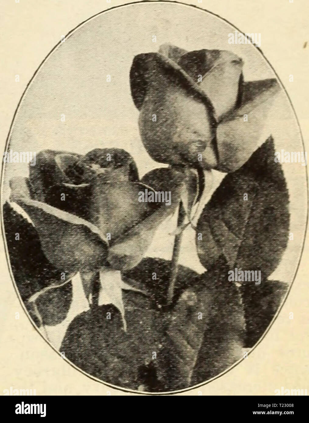 Archive image from page 40 of Dingee guide to rose culture Dingee guide ...