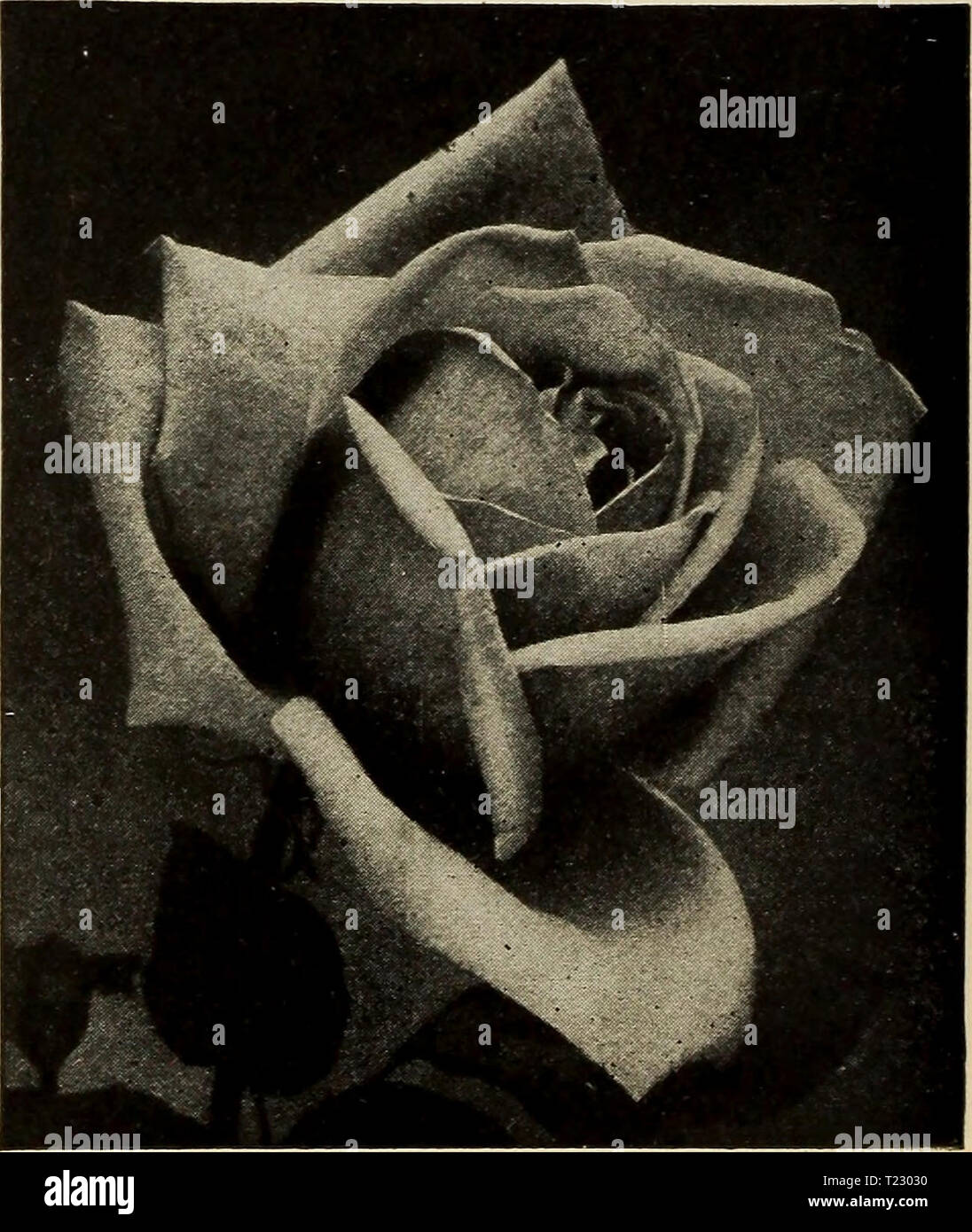 Archive image from page 41 of Dingee guide to rose culture Stock Photo ...