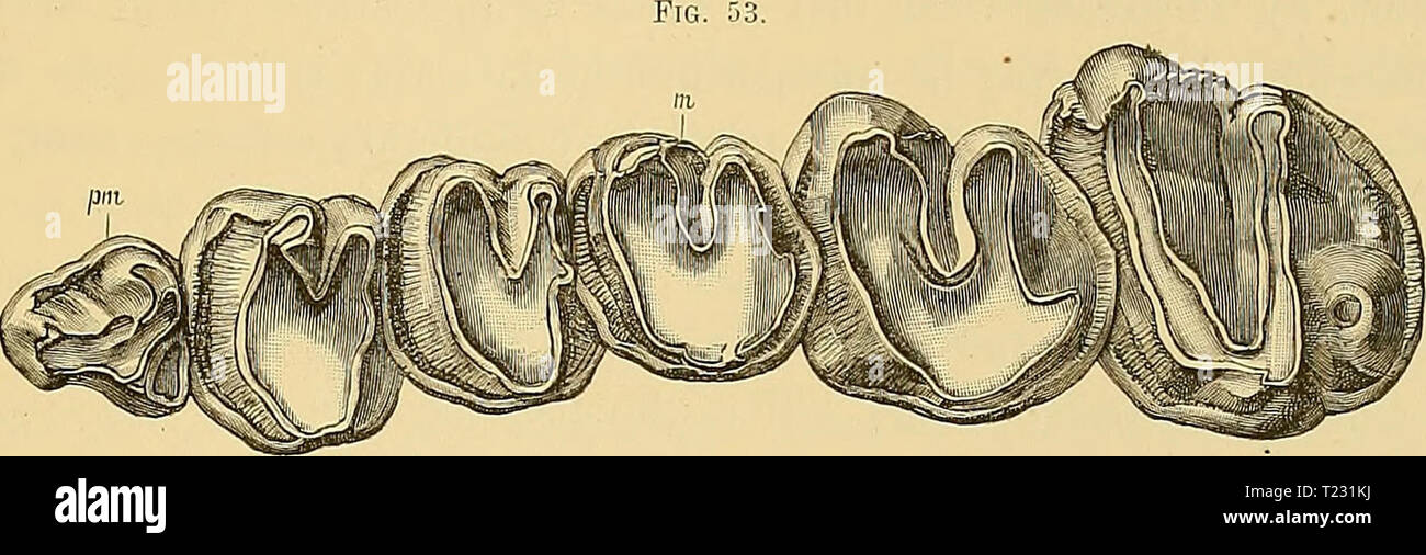 Archive image from page 70 of Dinocerata a monograph of Dinocerata : a ...