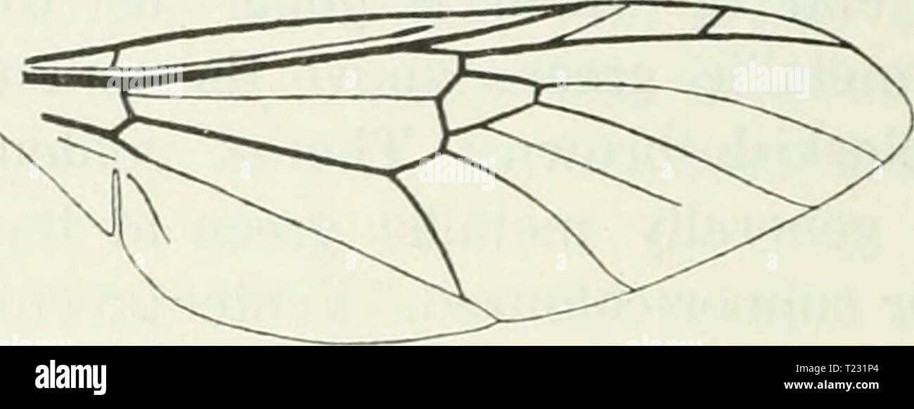 Bot flies hi-res stock photography and images - Alamy