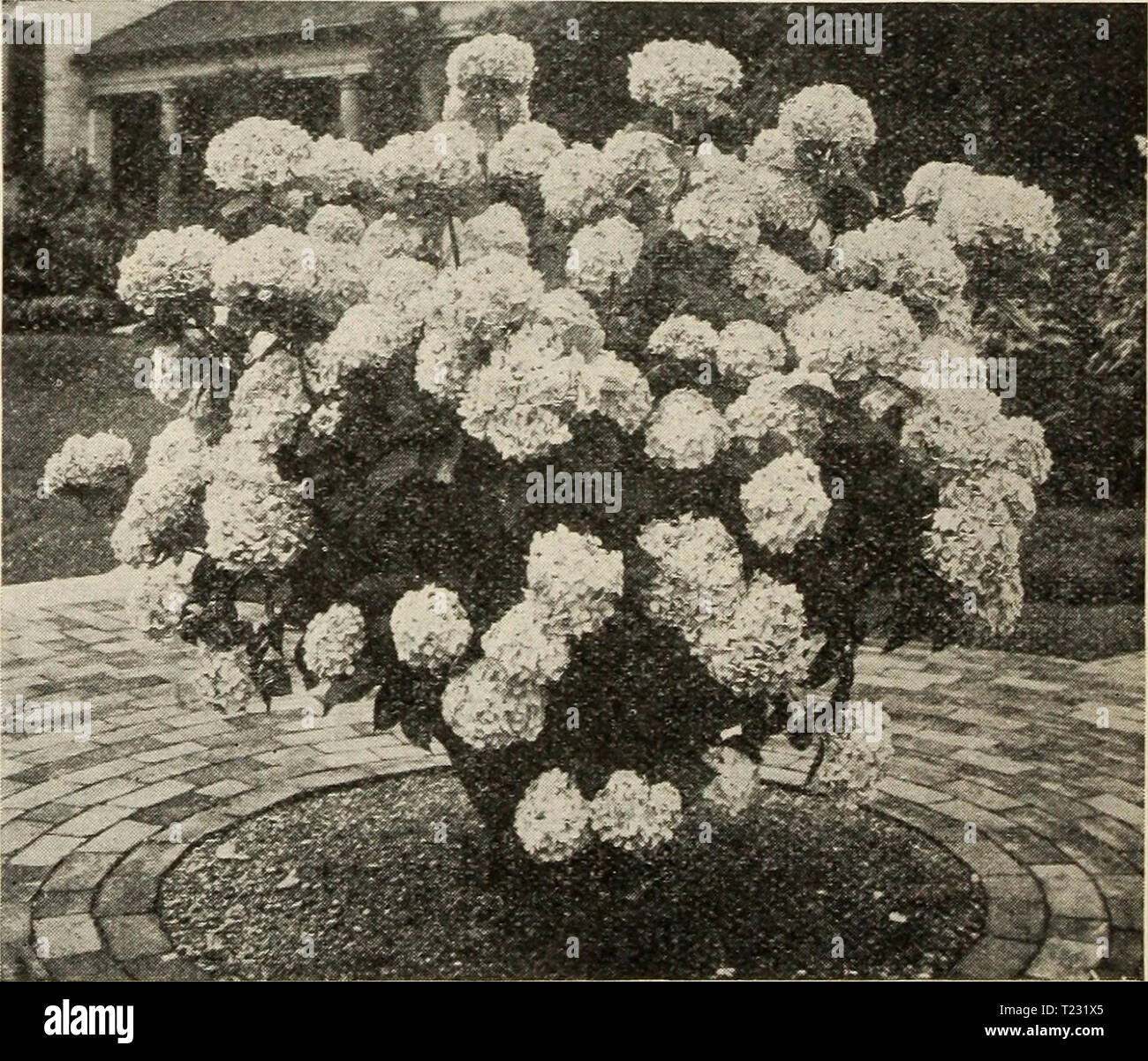 Archive image from page 73 of Dingee guide to rose culture Stock Photo ...