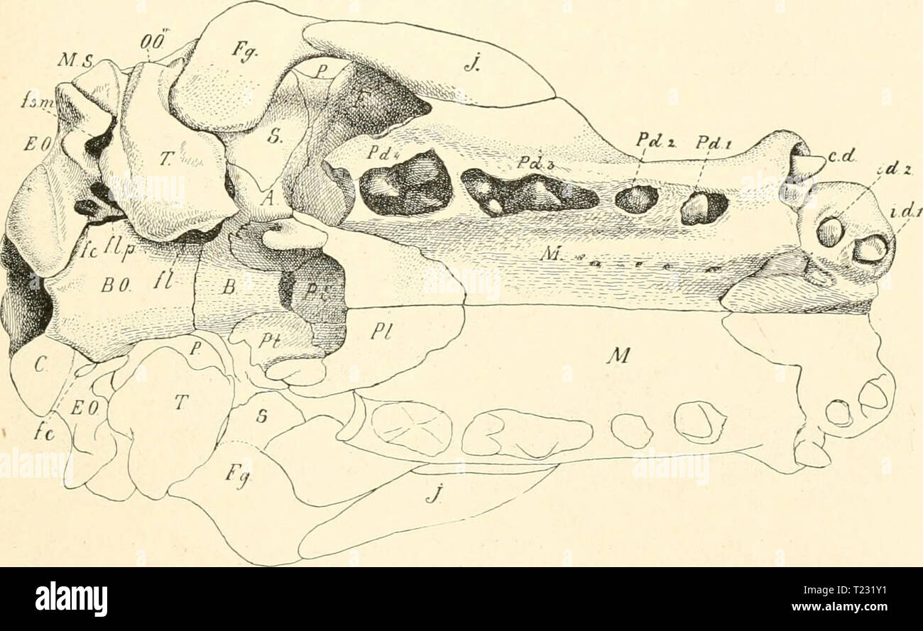 Tragulidae hi-res stock photography and images - Alamy
