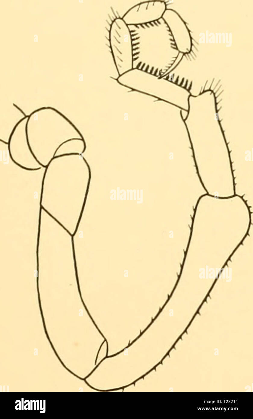 Archive image from page 74 of Discovery reports (1932) Discovery ...