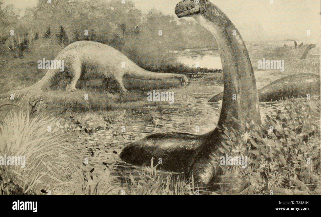 Archive image from page 74 of The dinosaur book the The dinosaur book ...