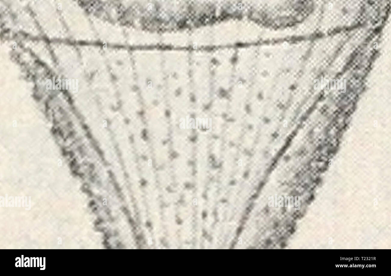 Archive image from page 75 of Die Urtiere eine Einfuhrung Die Urtiere ... Archive image from page 75 of Die Urtiere eine Einfuhrung Die Urtiere ...