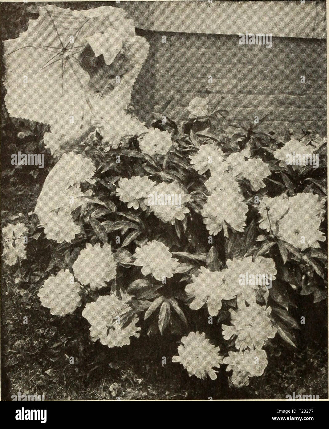 Archive image from page 77 of Dingee guide to rose culture Stock Photo ...