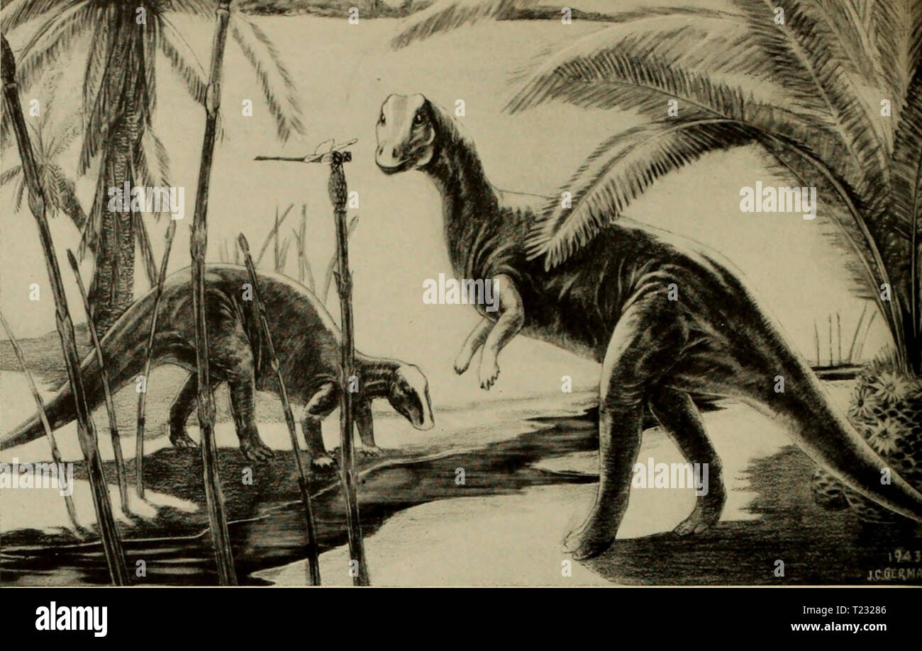 Archive image from page 77 of The dinosaur book the The dinosaur book ...