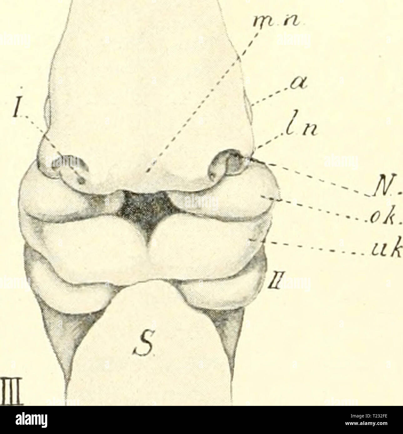 Archive image from page 81 of Die säugetiere Einführung in die Die ...