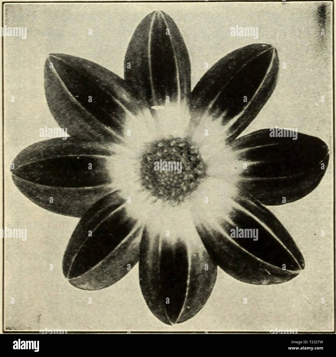 Archive image from page 84 of Dingee guide to rose culture Stock Photo ...