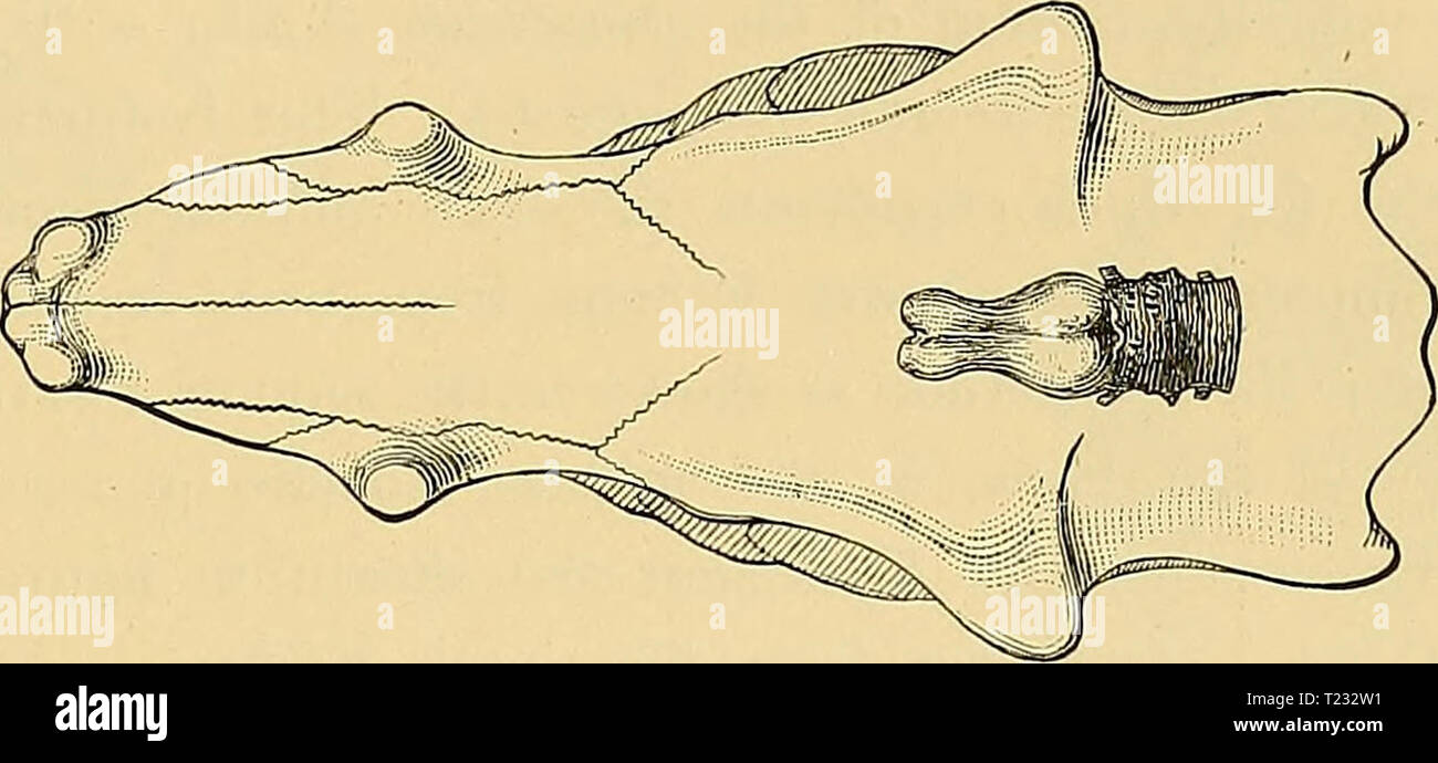 Archive image from page 84 of Dinocerata a monograph of Dinocerata : a ...