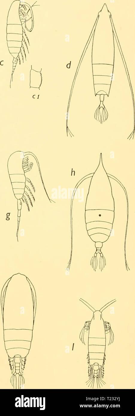 Macroplankton hi-res stock photography and images - Alamy