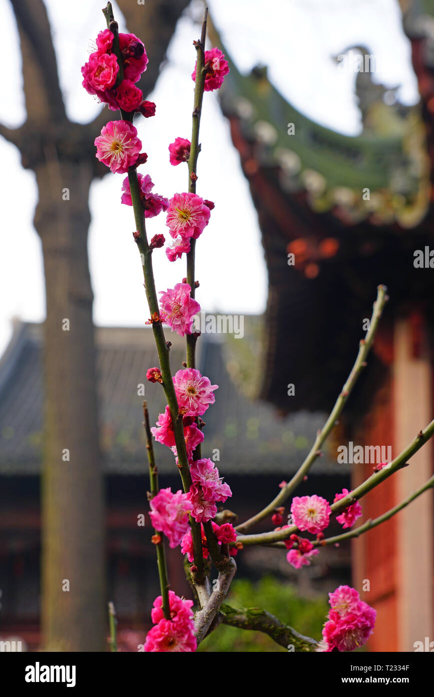Pink flower blooms of the Japanese ume apricot tree, prunus mume Stock ...